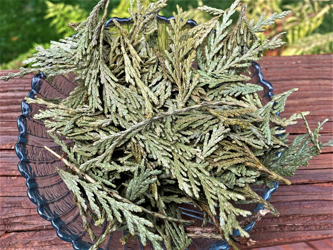 Cedar Tips, 1/2 Oz , Western Red, Wildcrafted, Witchcraft, Dried Herb ...