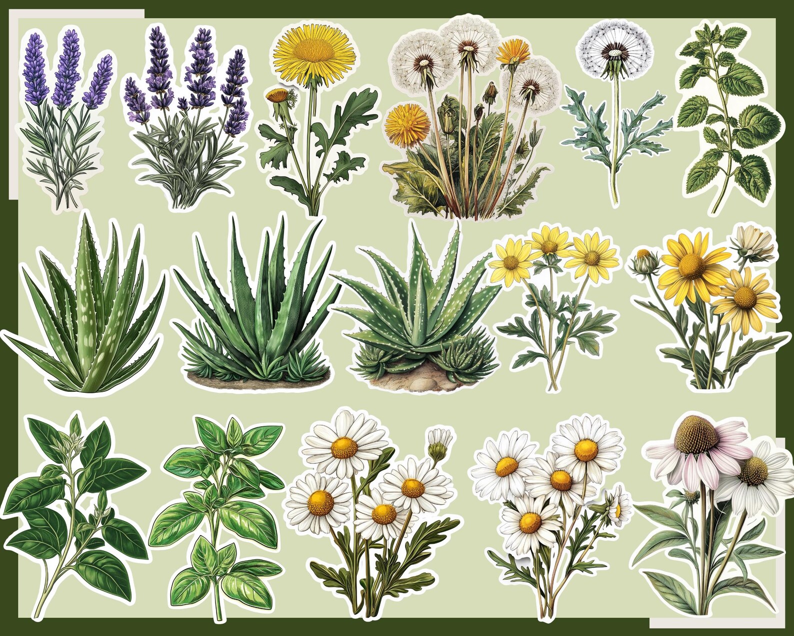 MEDICINAL HERBS STICKERS With Names - 140 Clip Arts (300 Dpi ...