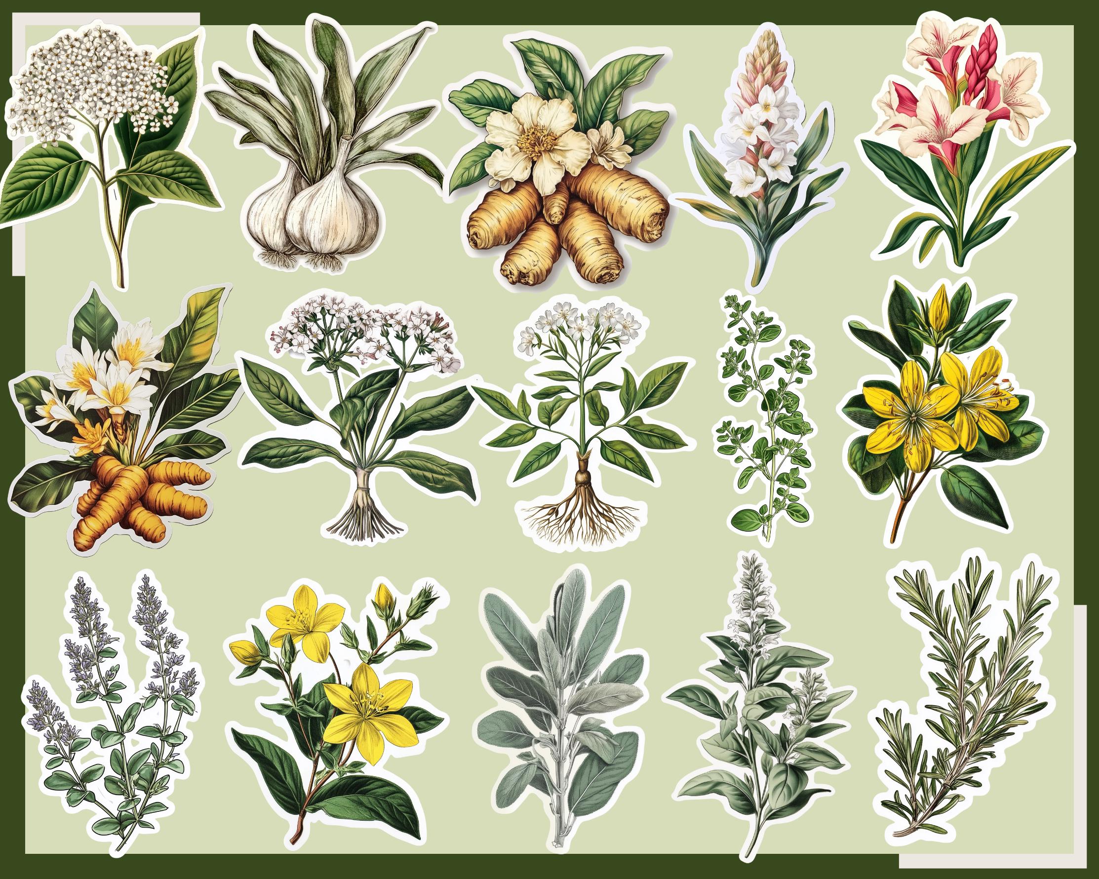 MEDICINAL HERBS STICKERS With Names - 140 Clip Arts (300 Dpi ...