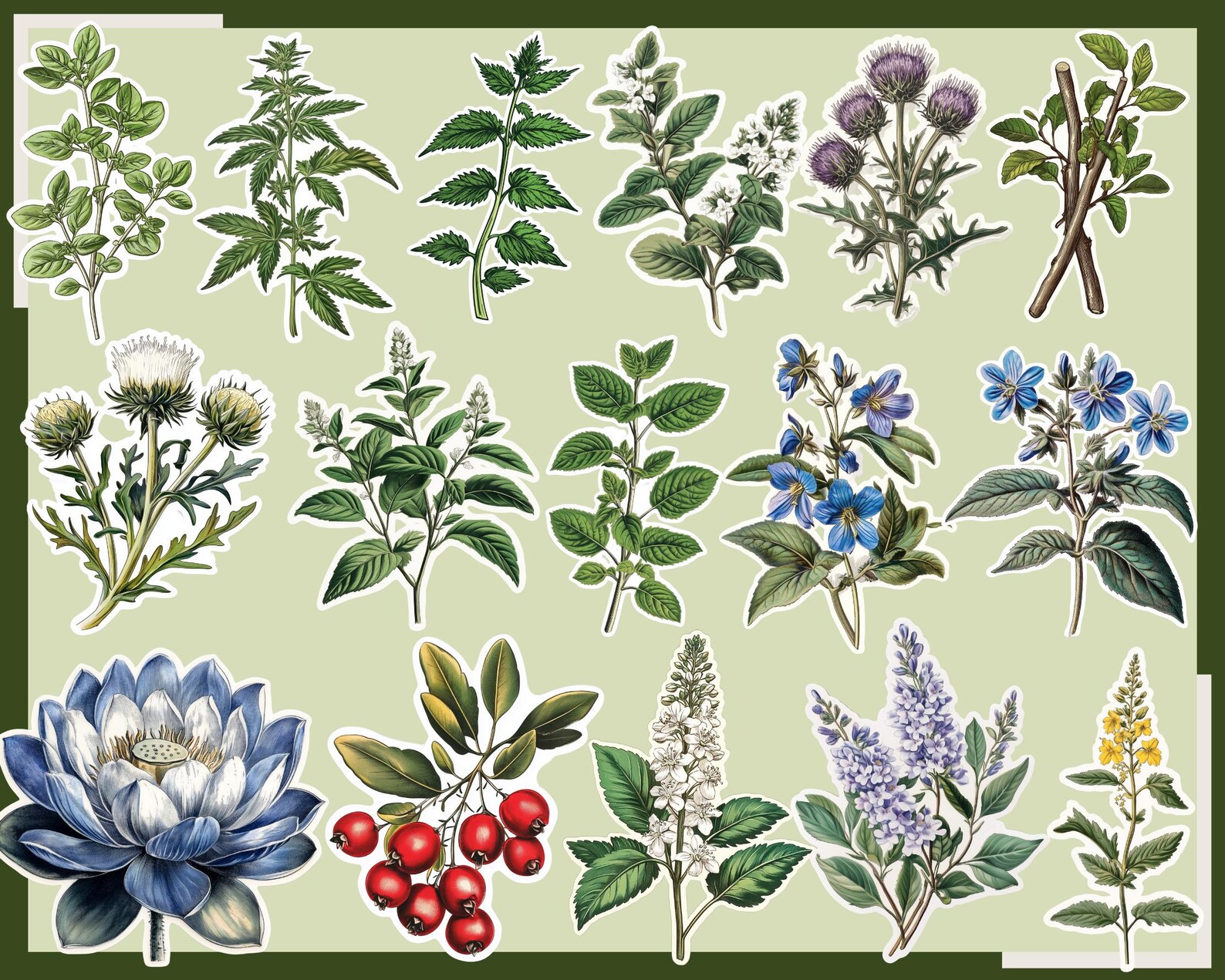 MEDICINAL HERBS STICKERS With Names - 140 Clip Arts (300 Dpi ...