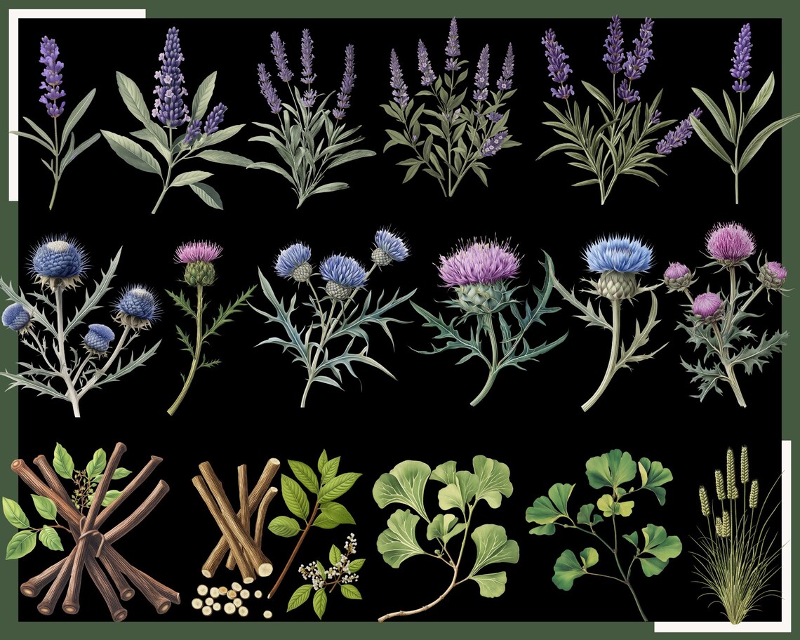 Watercolor Medicinal Herb Clipart: 110 PNG Botanical Graphics (digital ...