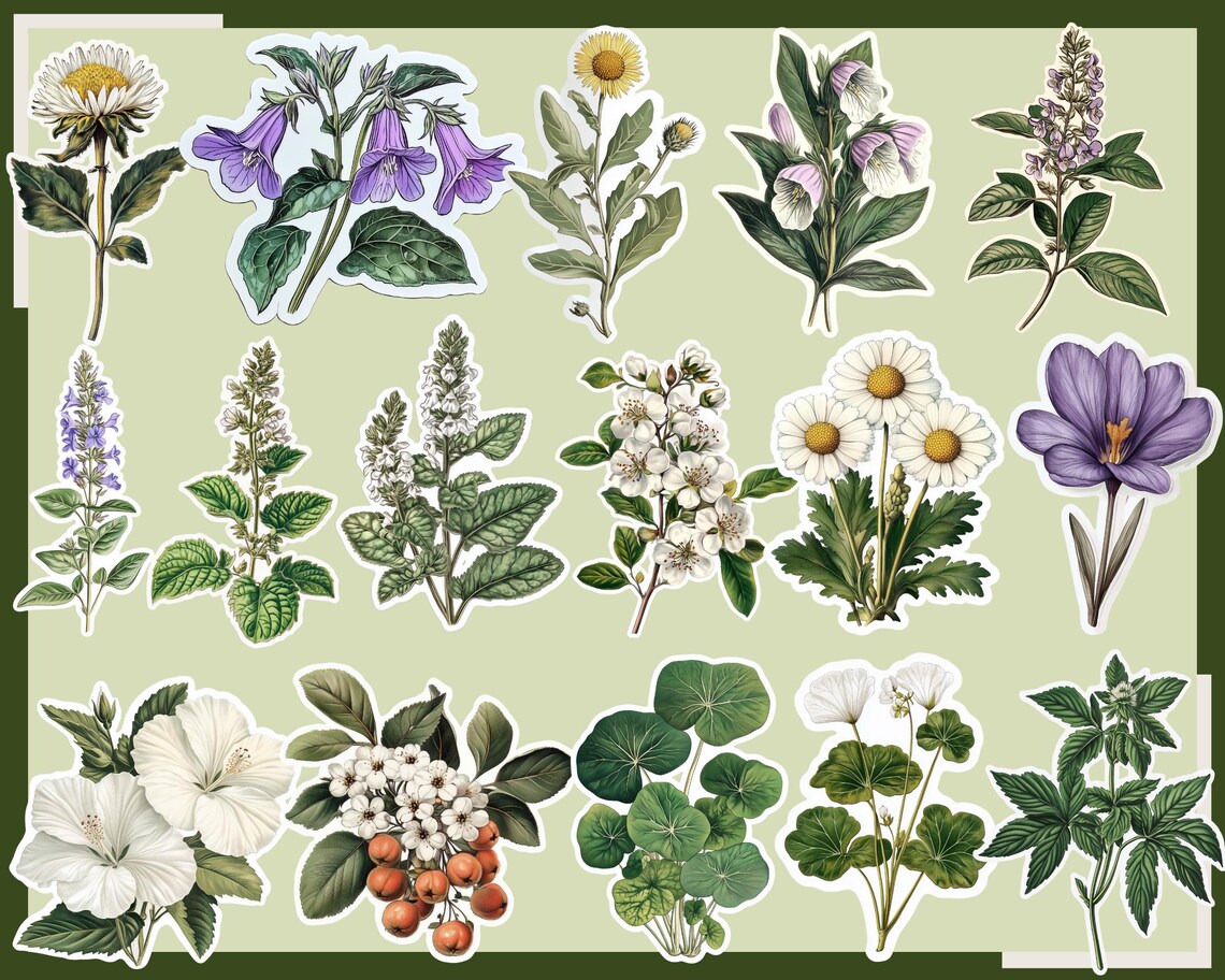 MEDICINAL HERBS STICKERS With Names - 140 Clip Arts (300 Dpi ...