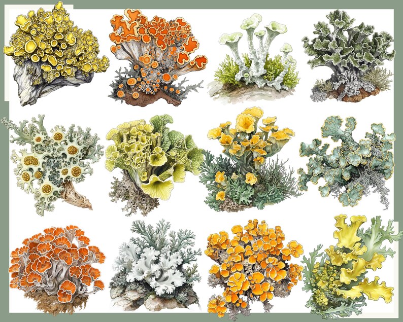 Lichen Clipart Set: Watercolor Botanical Illustrations (PNG, 300 DPI ...