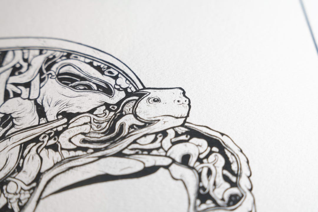 LAND TURTLE: Anatomical Drawing of Strange Animals, by the Artist ...