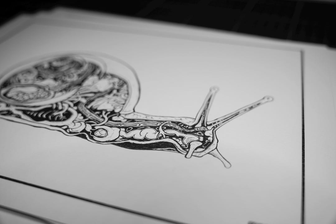 SNAIL: Anatomical Drawing of Strange Animals, by the Artist Thibault ...