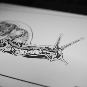 SNAIL: Anatomical Drawing of Strange Animals, by the Artist Thibault ...