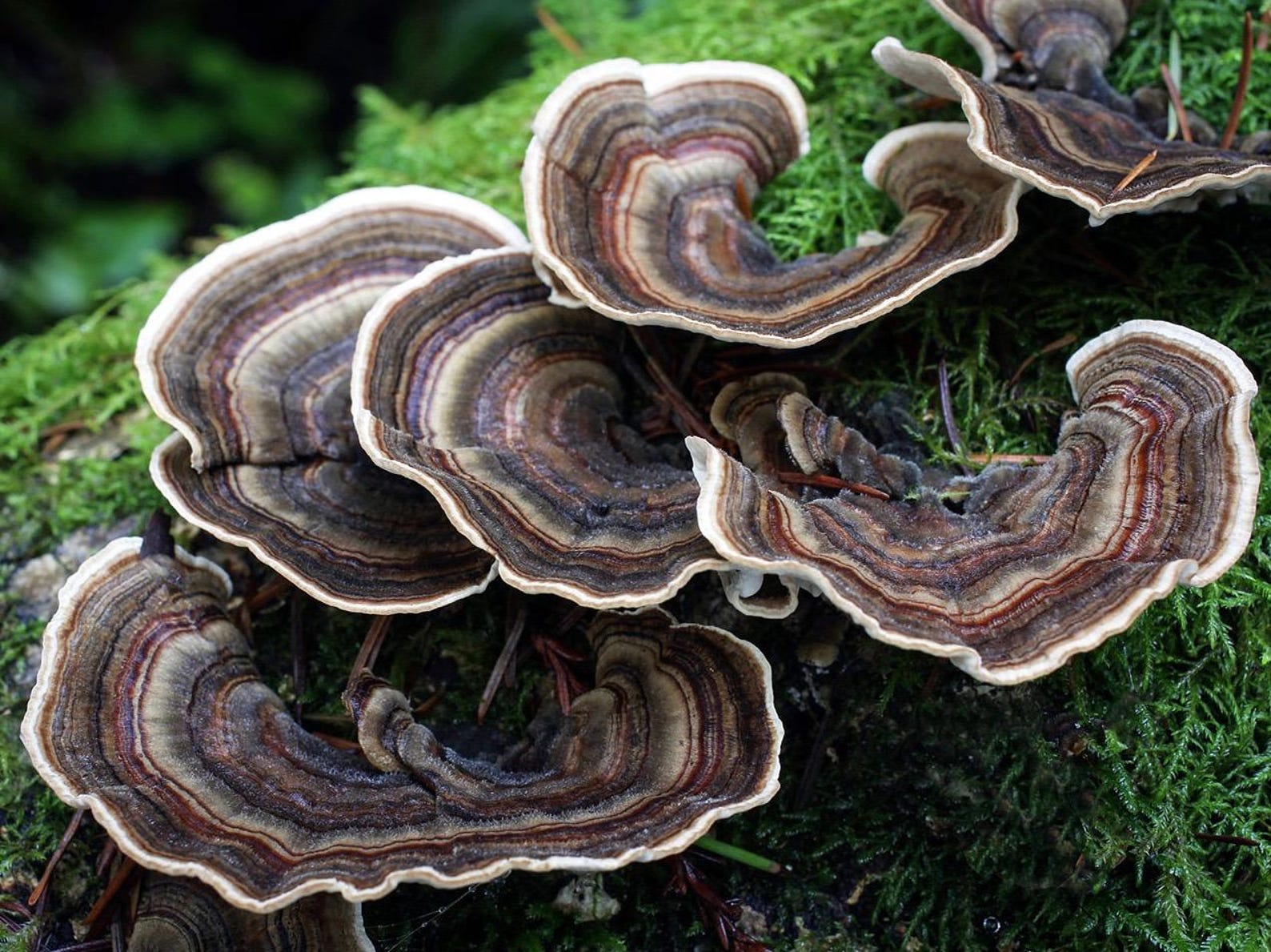 Trametes Versicolor Militarium Mycelium Extract (turkey Tail) - Etsy