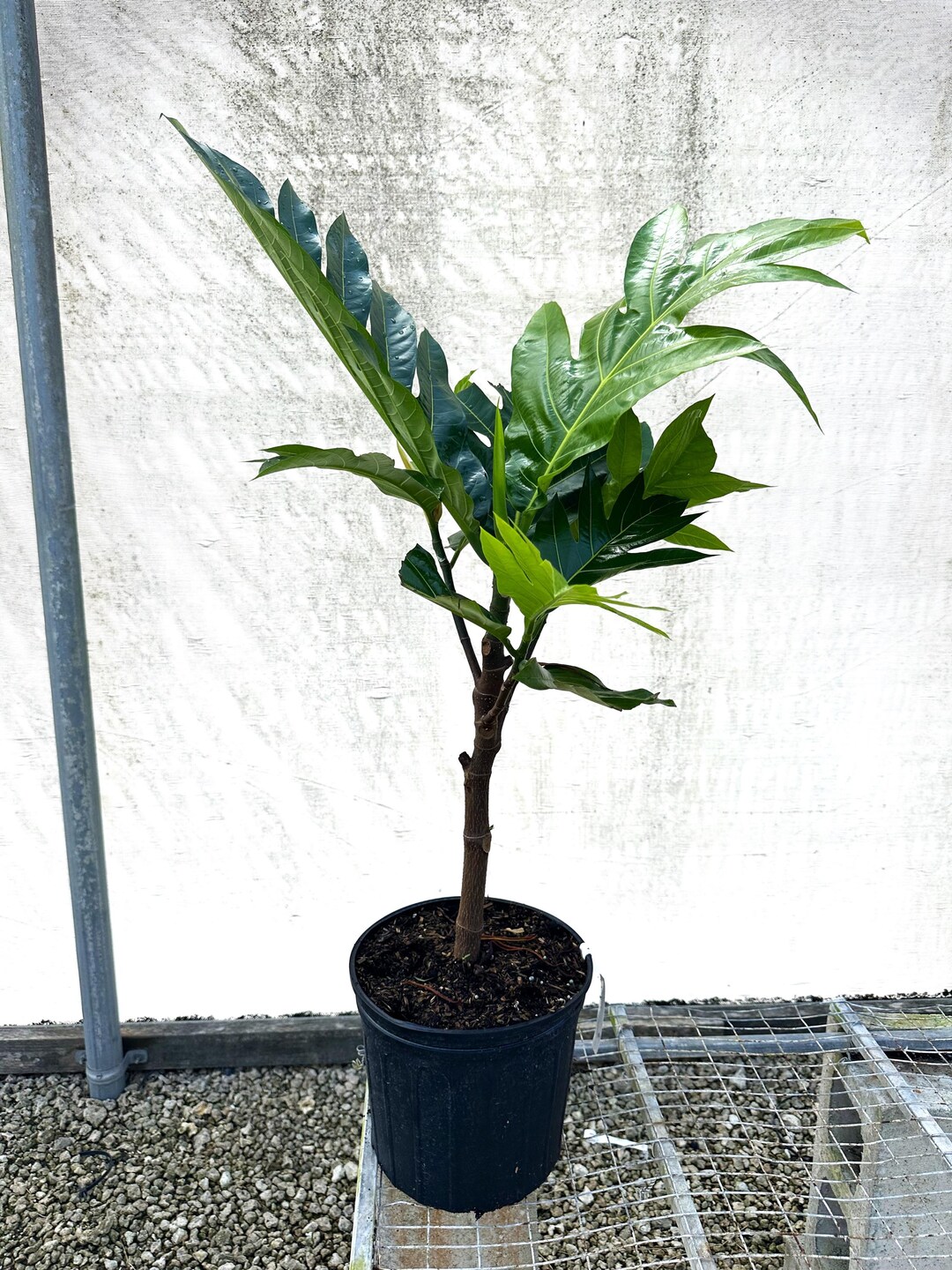 Ma'afala Breadfruit (artocarpus Altilis)- 3 Gallon - Etsy