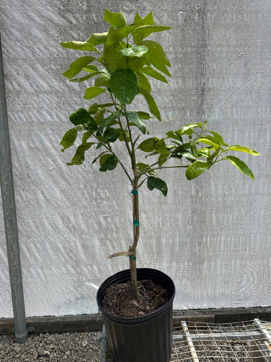 Minneola (honeybell) Tangelo (citrus X Tangelo)- Grafted/3 Gallon Plant ...