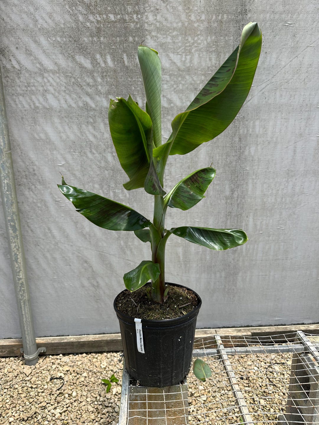 Double Mahoi Banana (musa Spp.)- 3 Gallon - Etsy