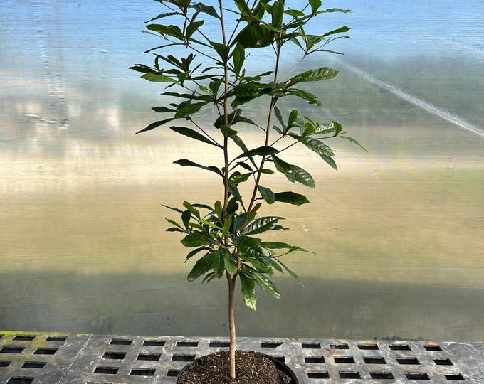 ONE Miracle Berry Fruit Seedling/synsepalum Dulcificum/live 3" Seedling ...