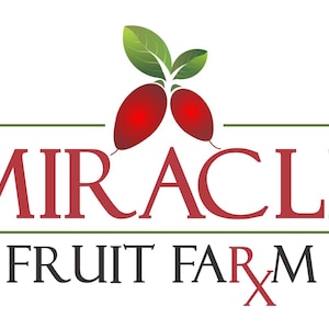 Miracle Fruit Plant (synsepalum Dulcificum)- 1 Gallon Pot, Plant Height ...