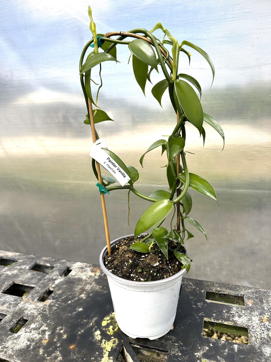 Vanilla Orchid/painter Variety (vanilla Planifolia)- Offered for Sale ...