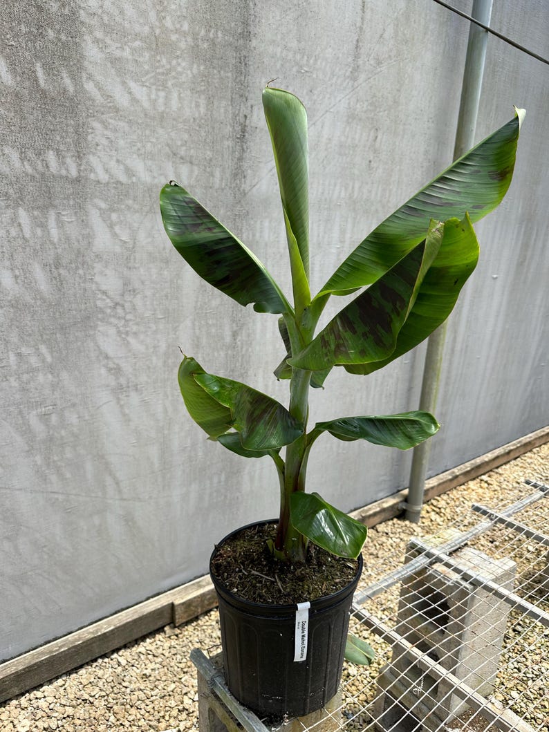 Double Mahoi Banana (musa Spp.)- 3 Gallon - Etsy