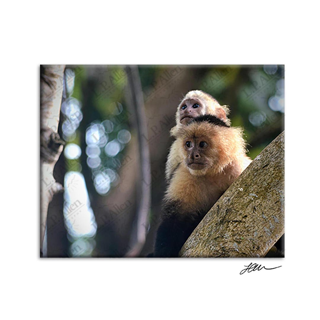 Along for the Ride | Fine Art Capuchin Monkey Photography | Hand-signed ...