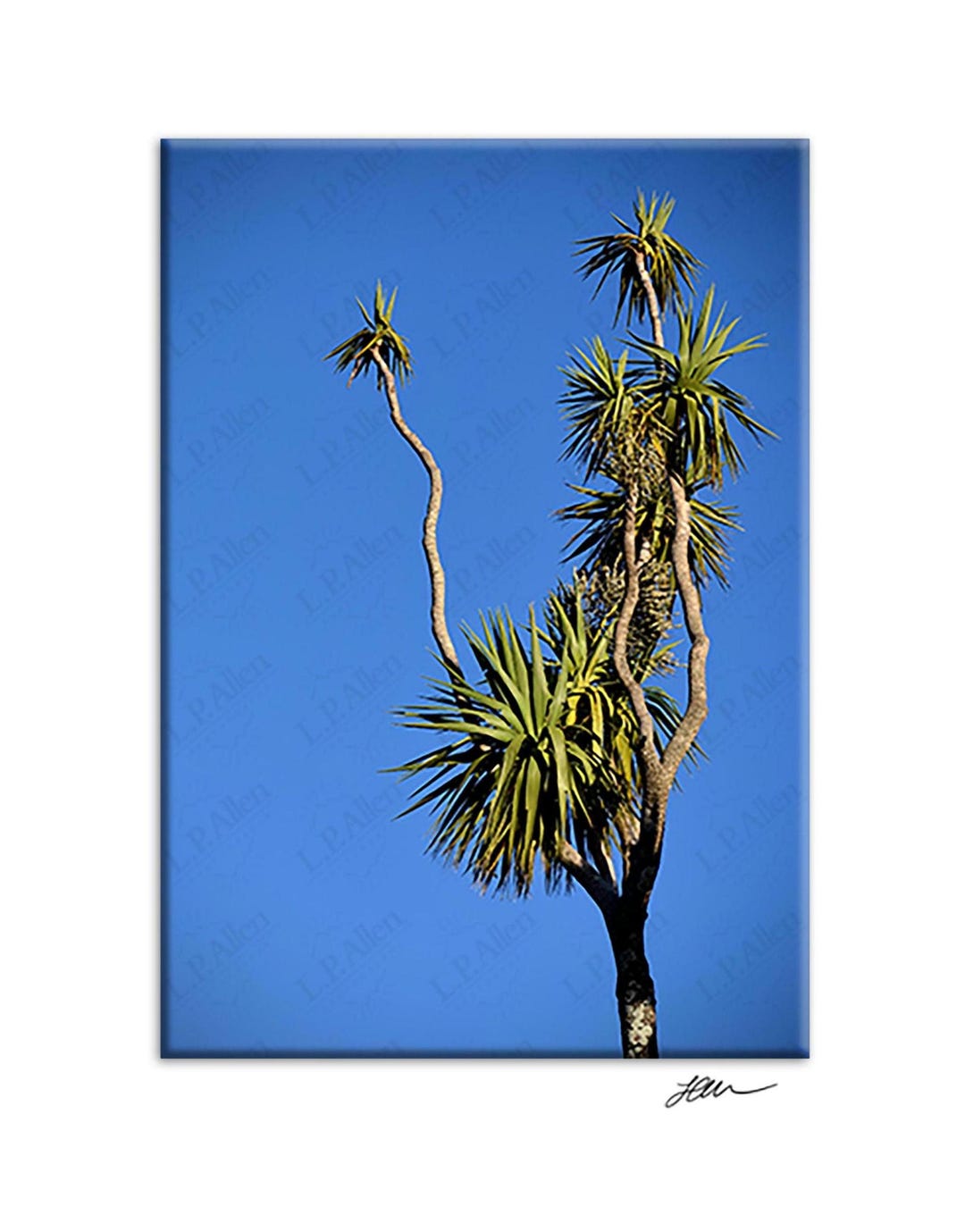 Sculpted Squiggle | Fine Art Tropical Tree Photography | Hand-signed ...