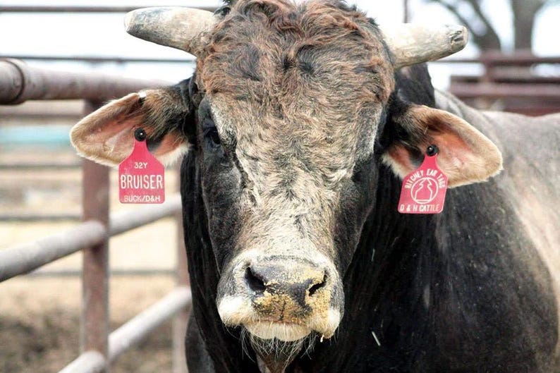 Custom Engraved Ritchey LARGE Cattle Ear Tags - Etsy