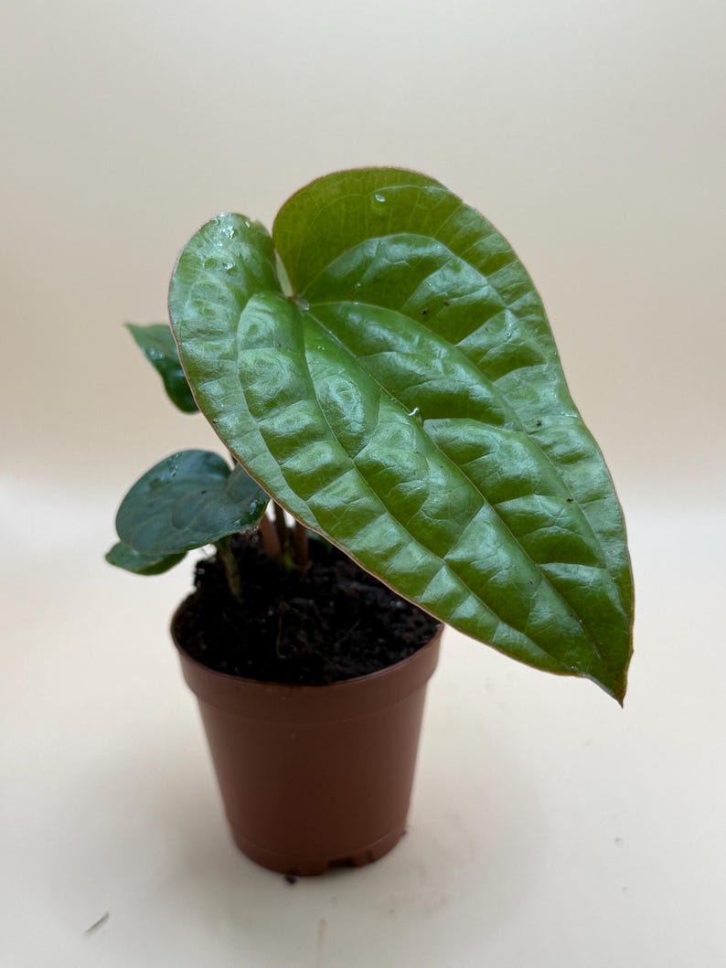 Anthurium Radican X Luxurians - Etsy