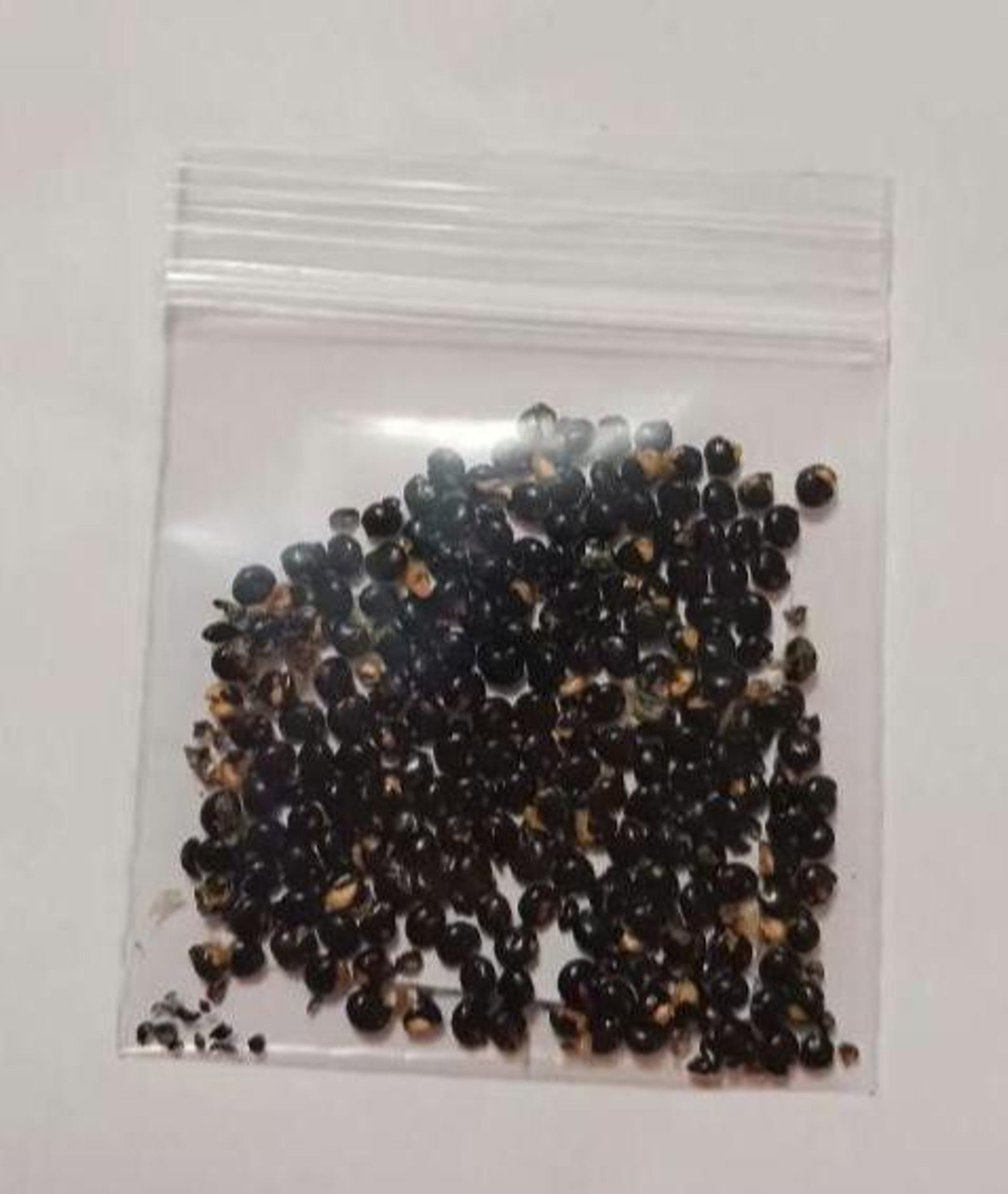 Pokeweed Pokeberry 50+ Seeds, Non-gmo, Zone 7, Fruit, Perennial - Etsy