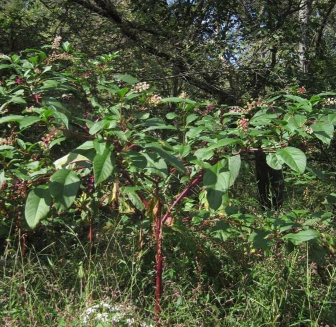 Pokeweed Pokeberry 50+ Seeds, Non-gmo, Zone 7, Fruit, Perennial - Etsy