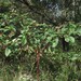 Pokeweed Pokeberry 50+ Seeds, Non-gmo, Zone 7, Fruit, Perennial - Etsy