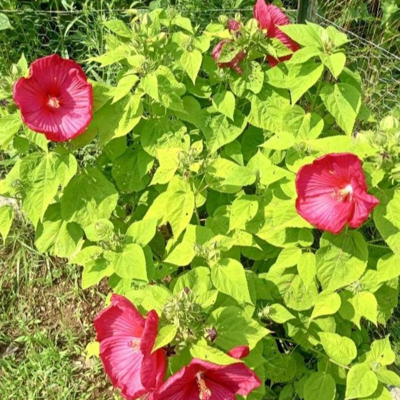 Dinnerplate Hibiscus - Etsy