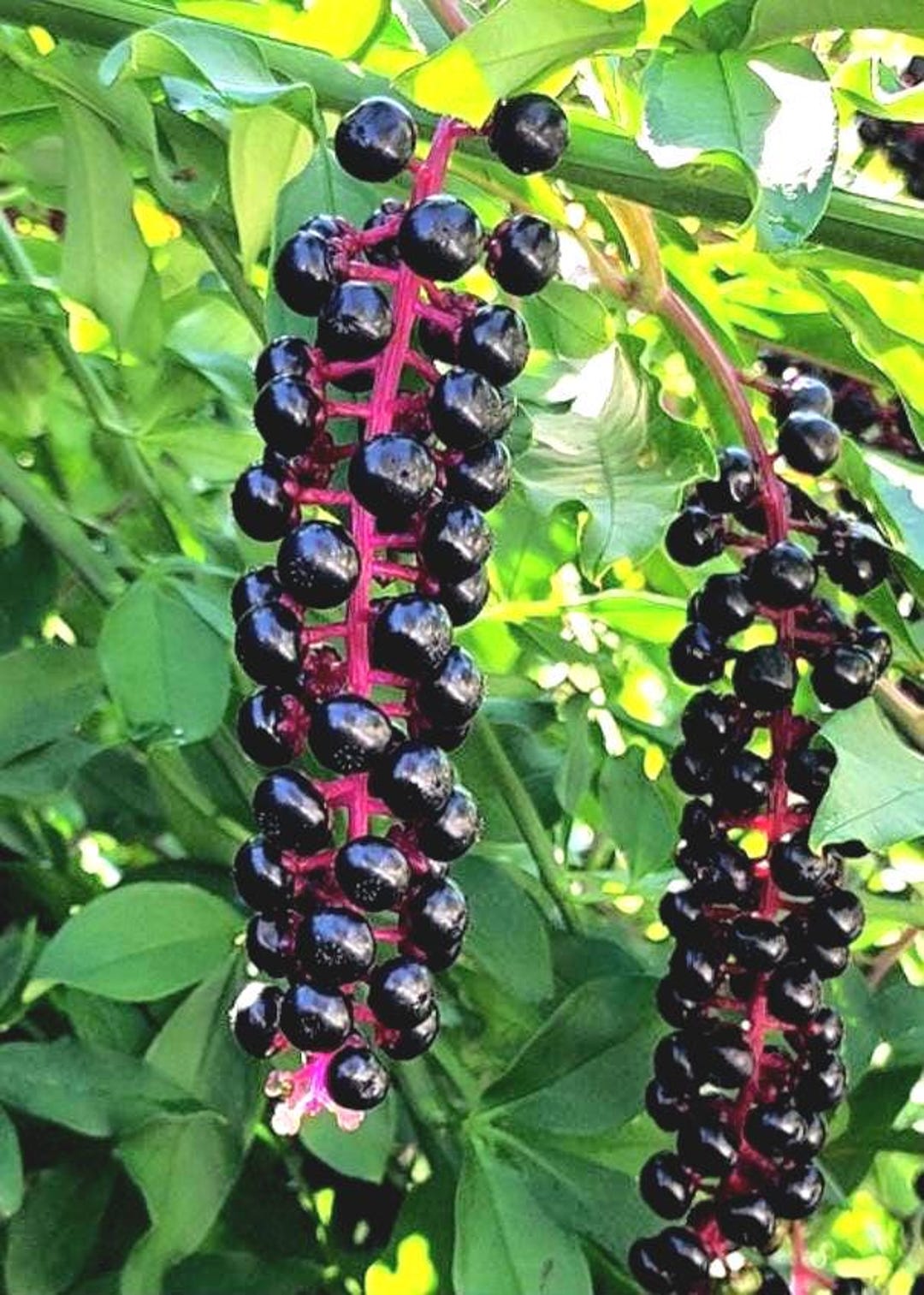 Pokeweed Pokeberry 50+ Seeds, Non-gmo, Zone 7, Fruit, Perennial - Etsy