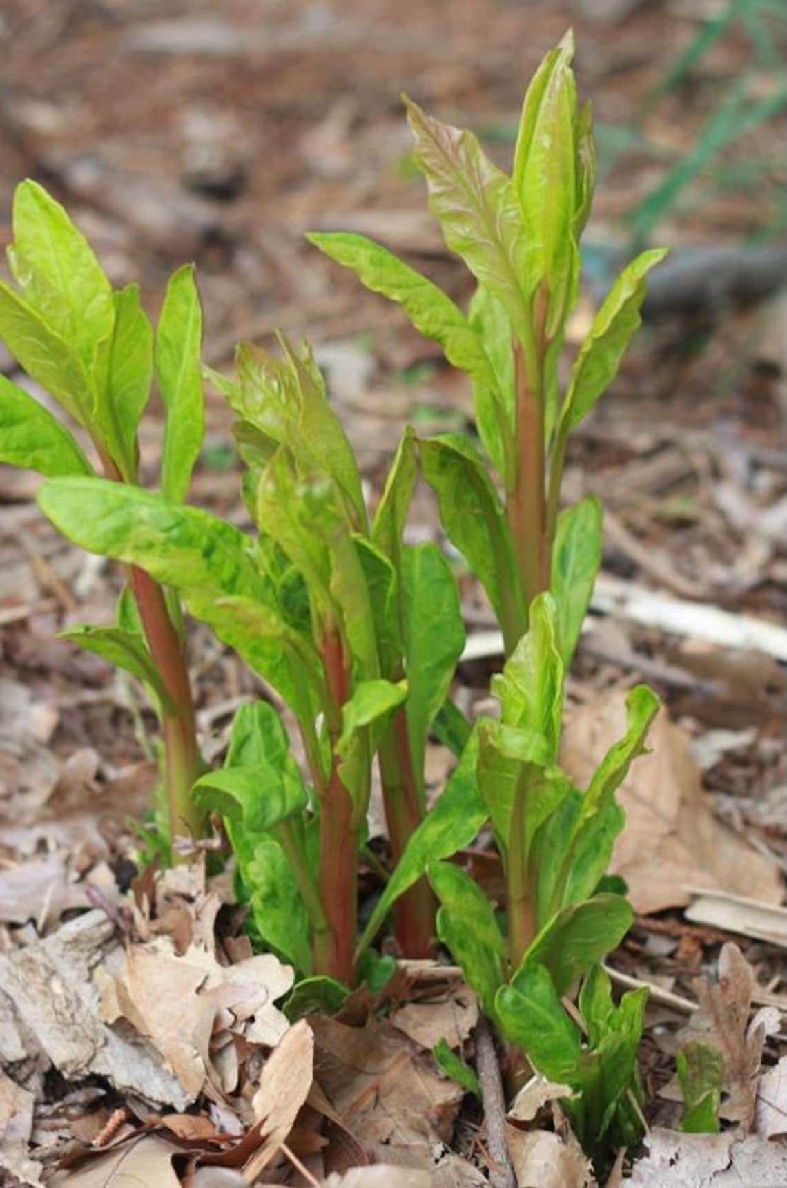 Pokeweed Pokeberry 50+ Seeds, Non-gmo, Zone 7, Fruit, Perennial - Etsy