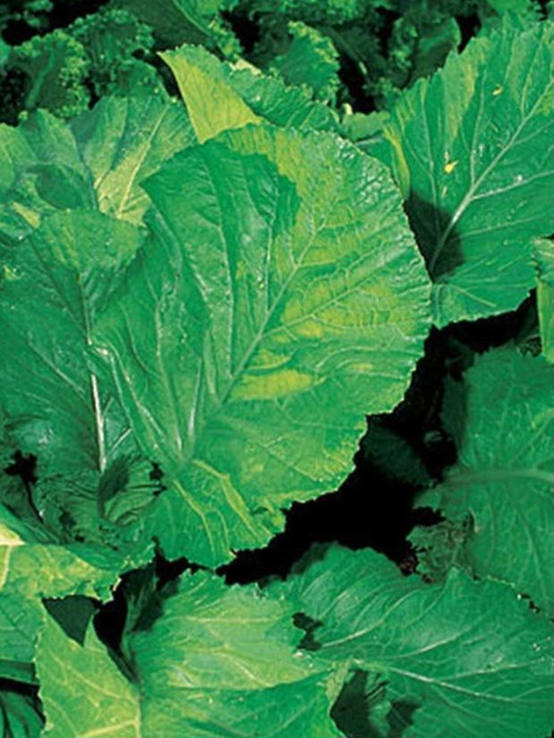 Florida Broadleaf Mustard Green 100 Seeds, Heirloom, Non-gmo, Zone 7 ...