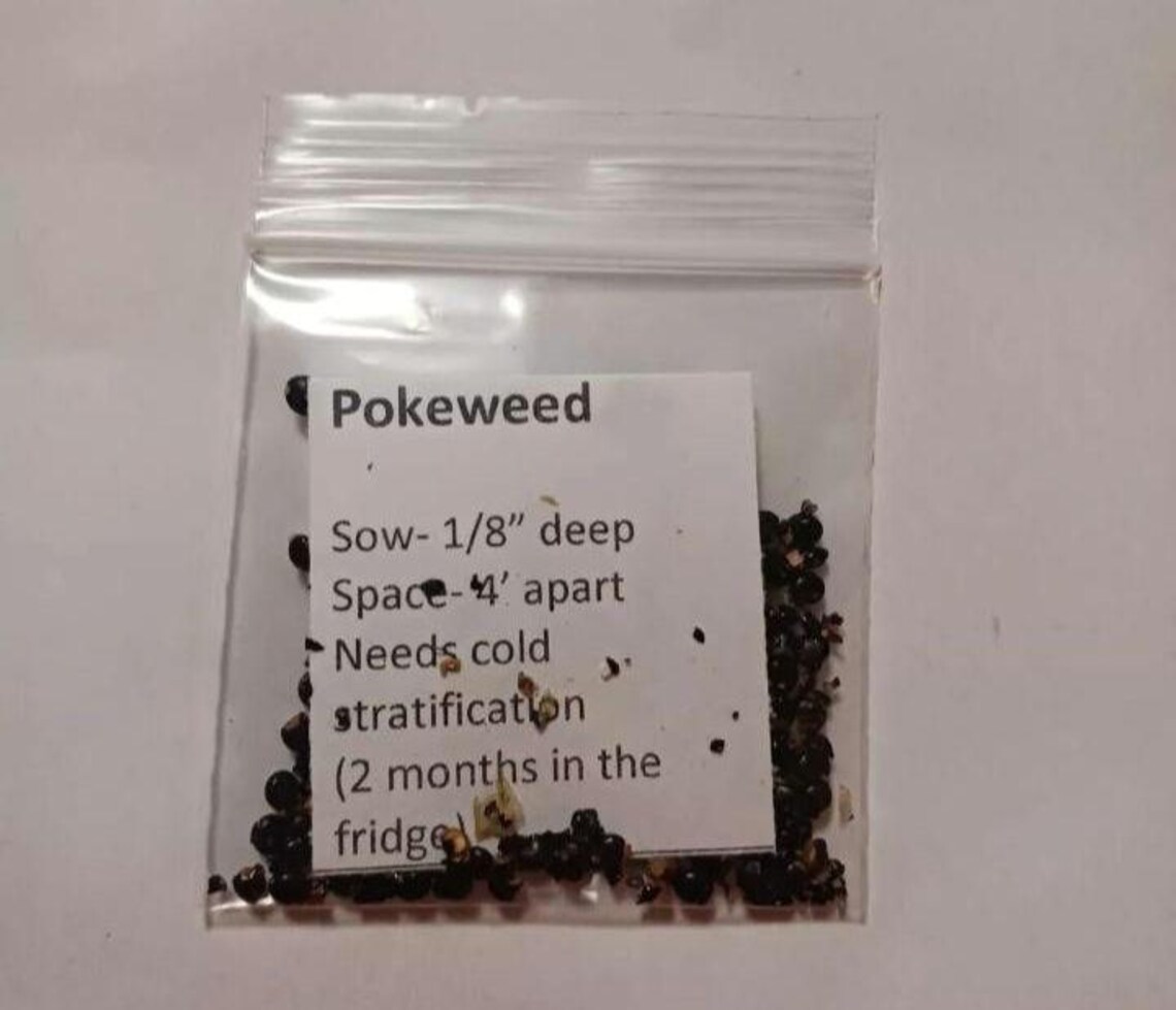 Pokeweed Pokeberry 50+ Seeds, Non-gmo, Zone 7, Fruit, Perennial - Etsy