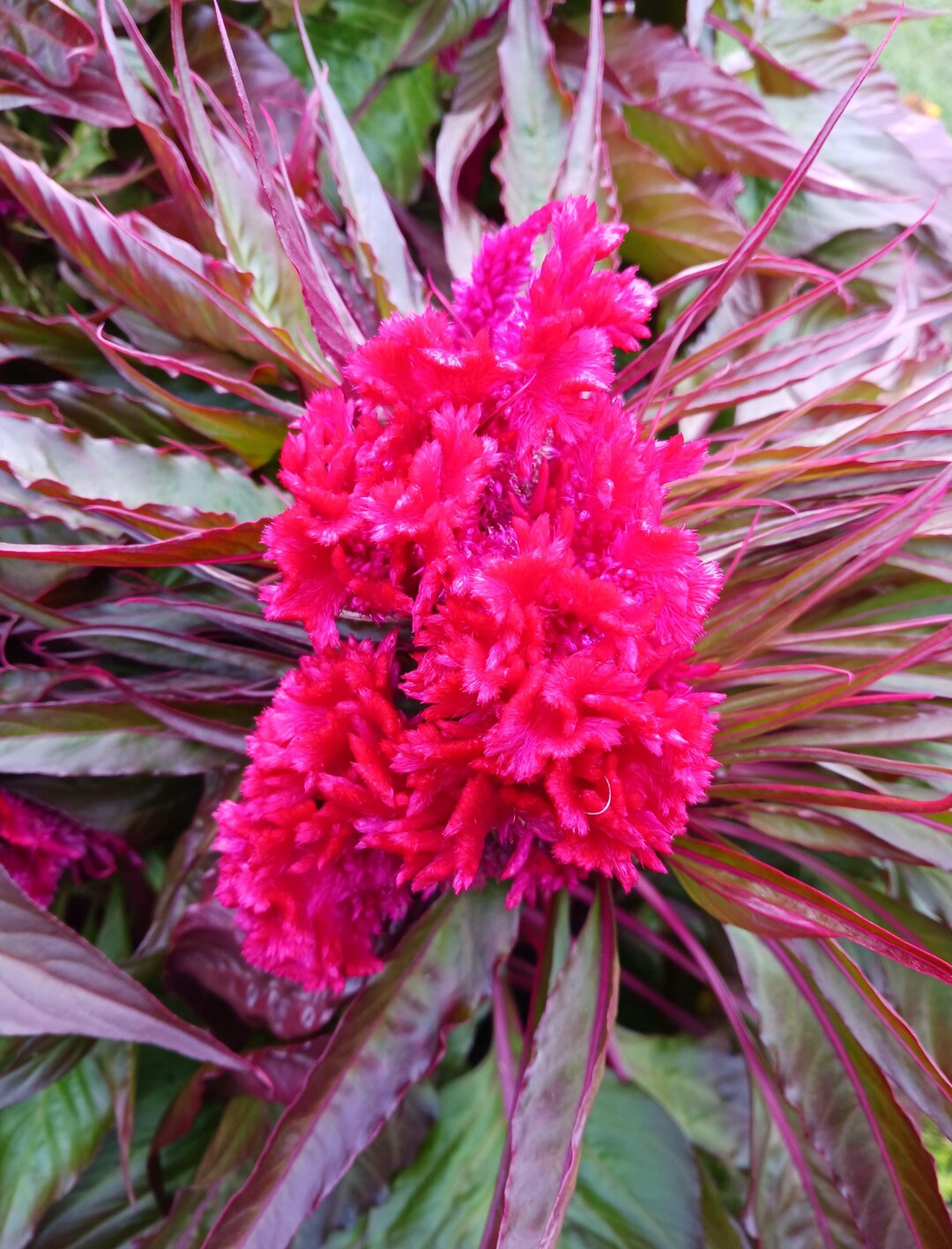 Magenta Forest Fire Celosia 200 Seeds, Comb and Feather Mix, Non-gmo ...
