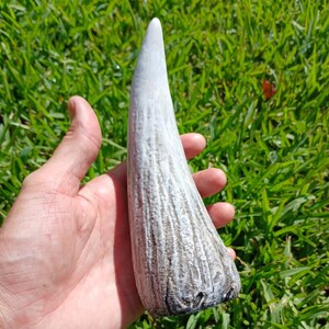 3D Printed Jurassic World Indominus Rex Tooth Replica Prop, Dinosaur ...