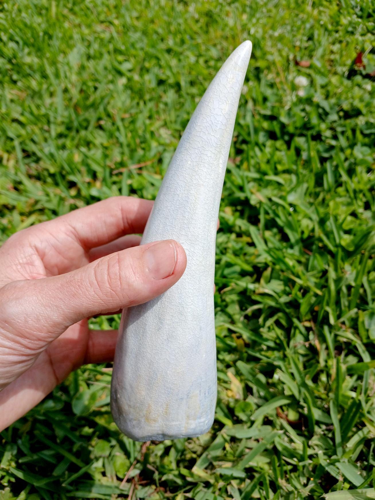 Jurassic World Indominus Rex Tooth Replica Prop, Dinosaur Tooth, T-rex ...