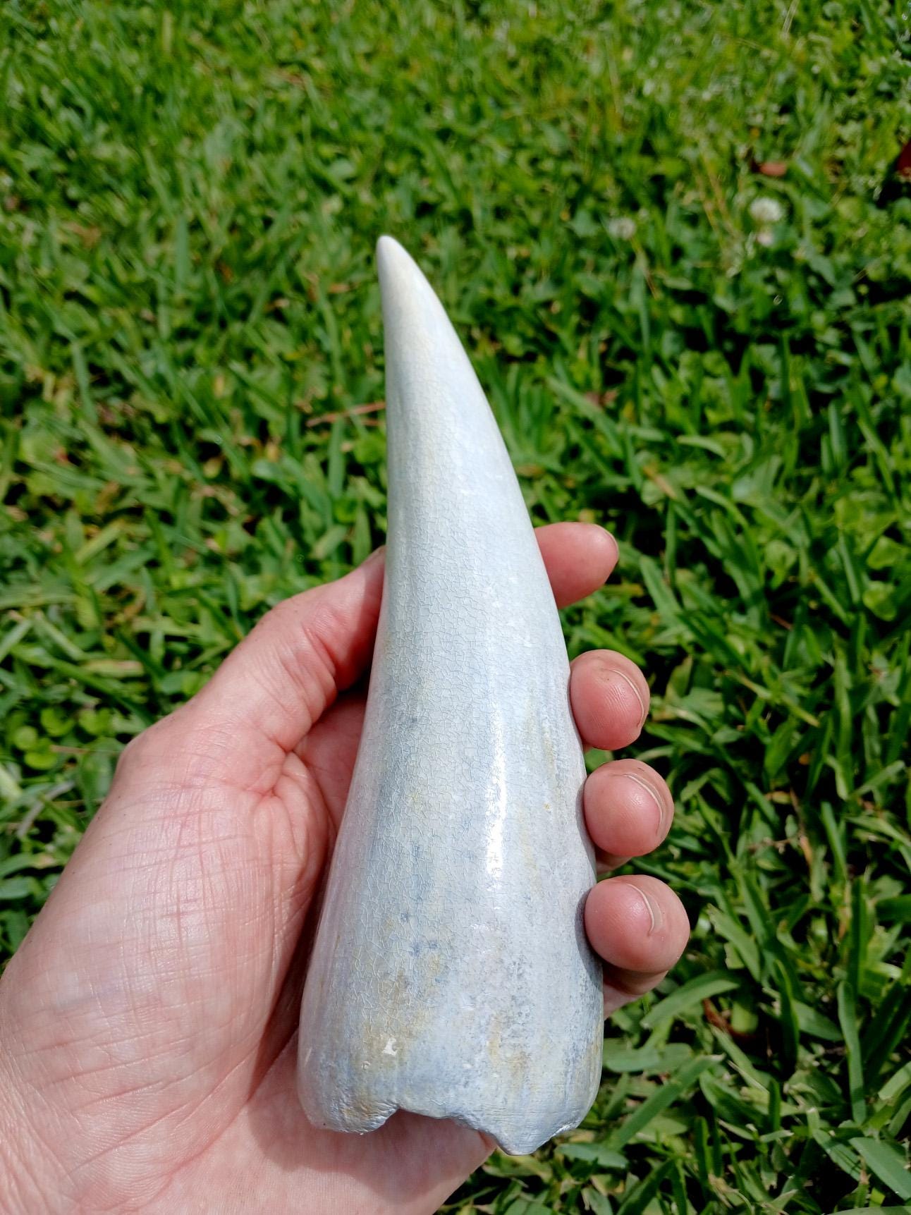 Jurassic World Indominus Rex Tooth Replica Prop, Dinosaur Tooth, T-rex ...