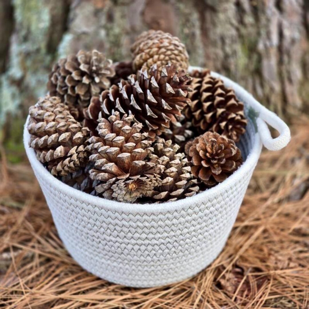 25 Fresh Picked Loblolly Pine Cones (2 - 5 Inches Each) - Home Decor ...