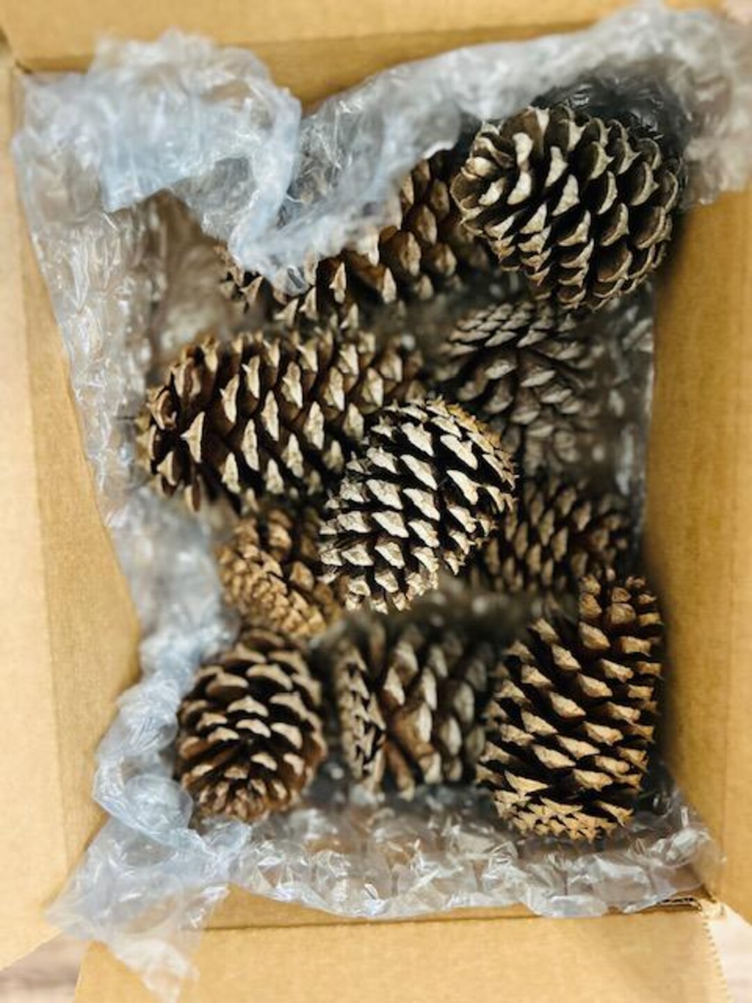 12 Fresh Picked Loblolly Pine Cones (2 - 5 Inches Each) - Home Decor ...