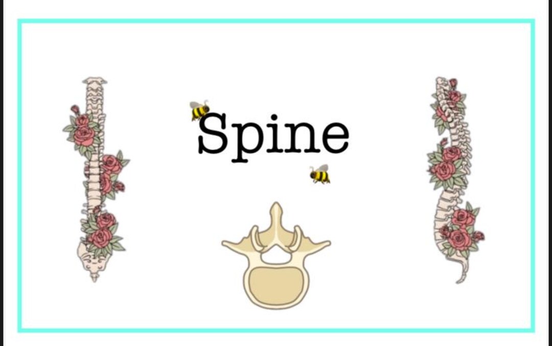 Spine X-ray Flashcards - Etsy