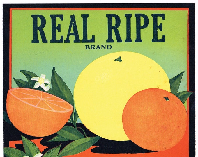 Original Vintage Florida Citrus Crate Label C1930s Real Ripe - Etsy