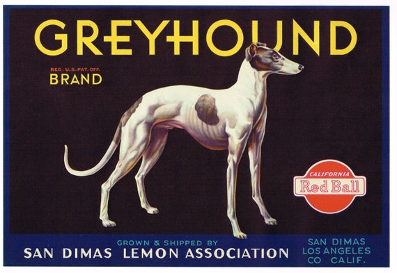Original Vintage Lemon Crate Label 1930s Greyhound Dog San - Etsy