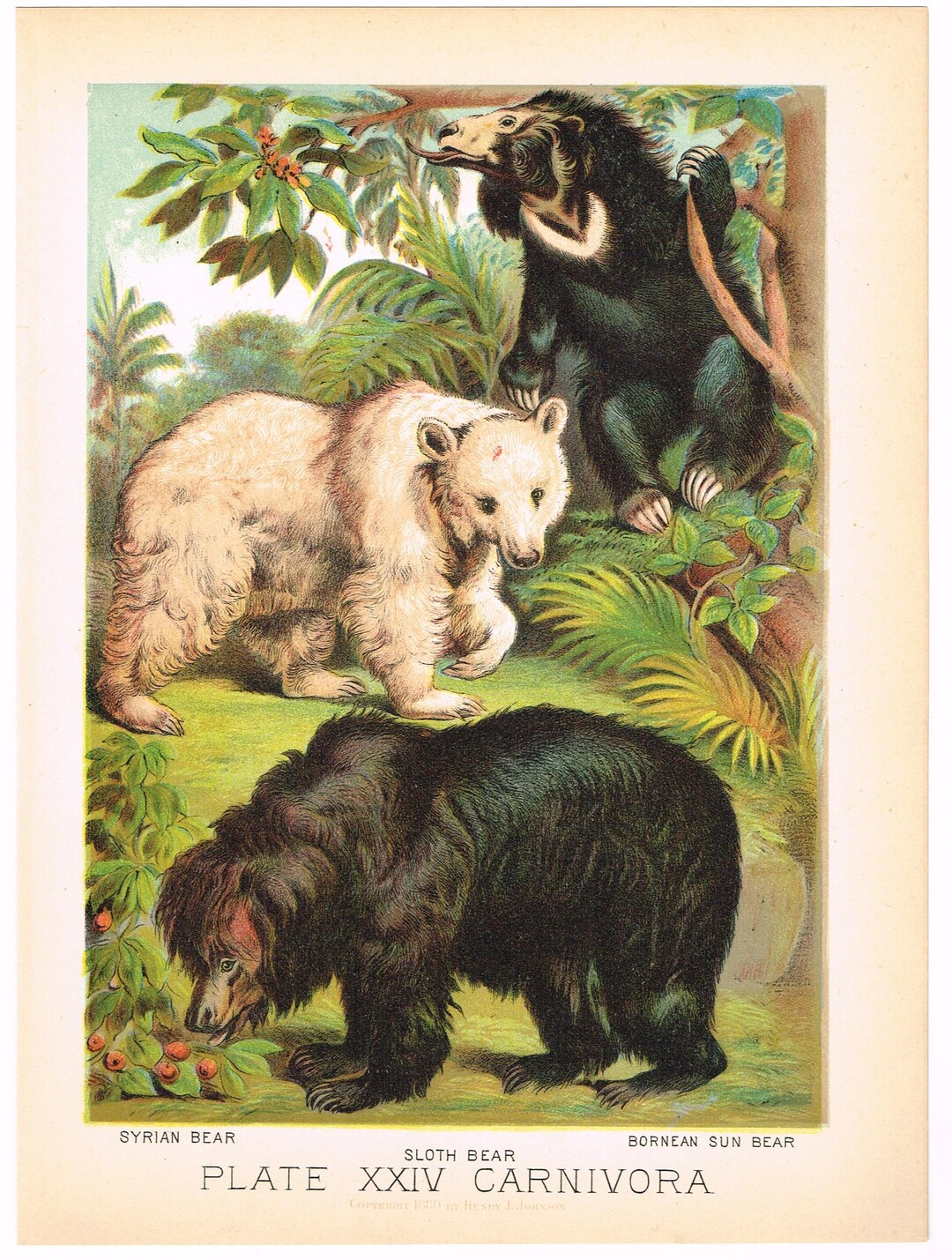 Original Antique Chromolithograph Print 1880 Zoology Natural History ...