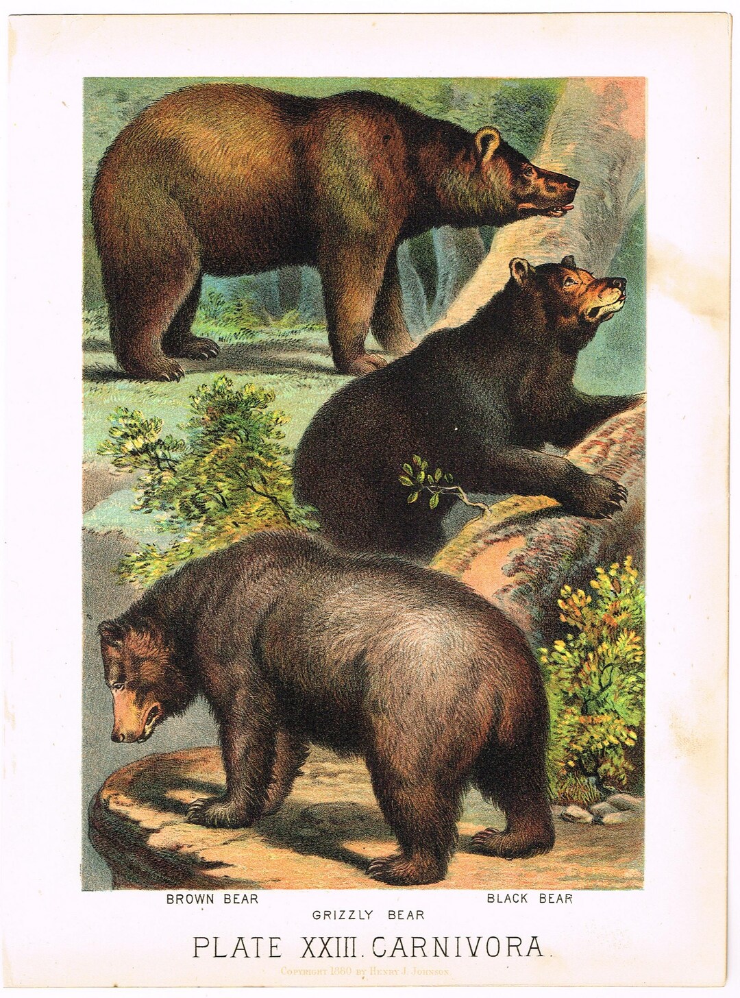 Original Antique Chromolithograph Print 1880 Zoology Natural History ...