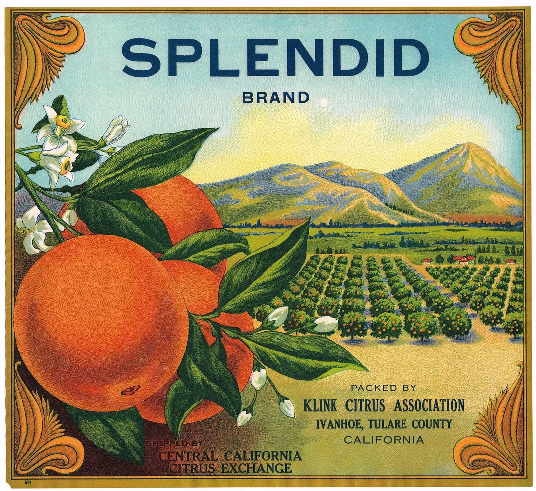 Original Vintage Orange Citrus Crate Label 1930s Splendid Stone ...