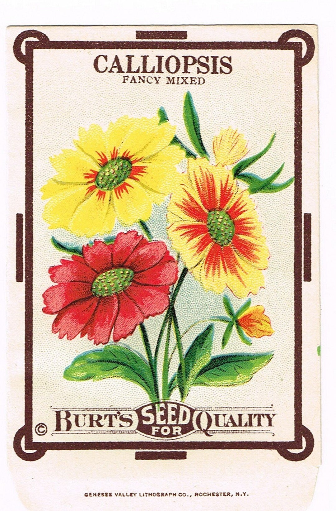 Original Vintage Lithographed Scarcer Seed Packet Pack NOS 1915 General ...