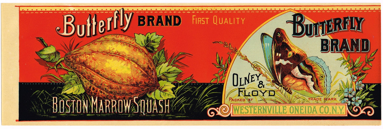 Original Vintage Tin Can Label 1910s Butterfly Boston Marrow Squash