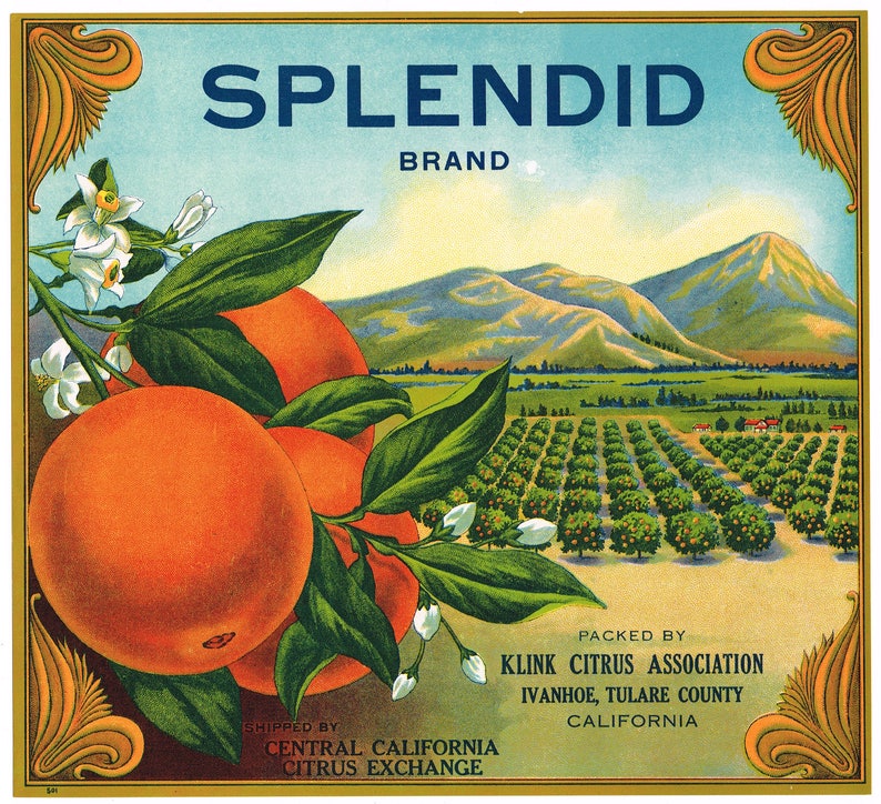Original vintage orange citrus crate label 1930s Splendid | Etsy