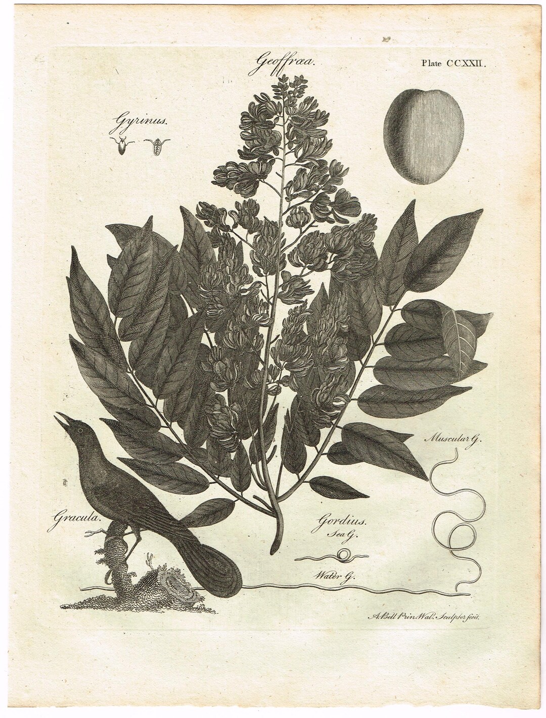 Antique 1797 Original Copper Plate Print on Laid Paper Science ...