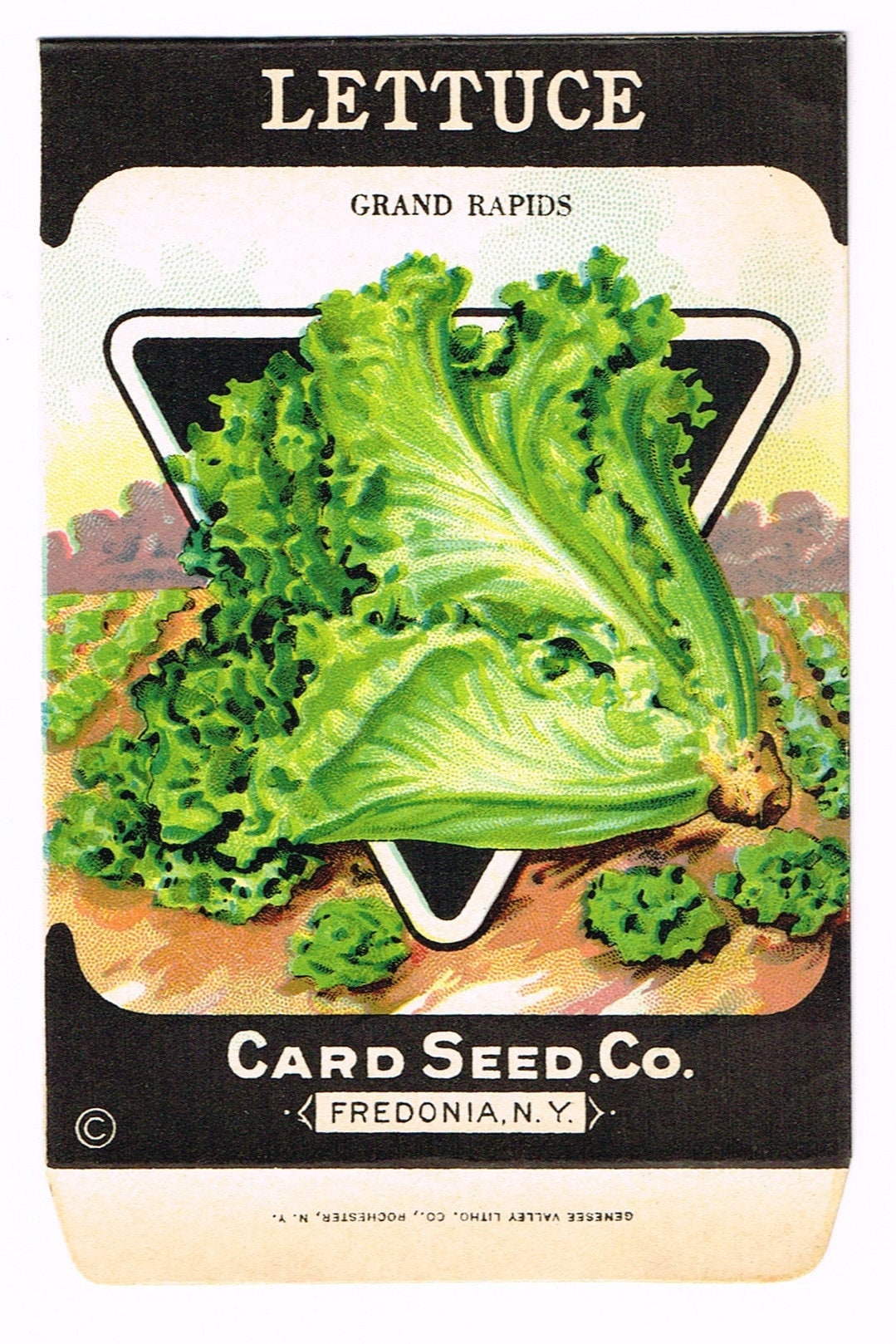 Lettuce Seed Packets