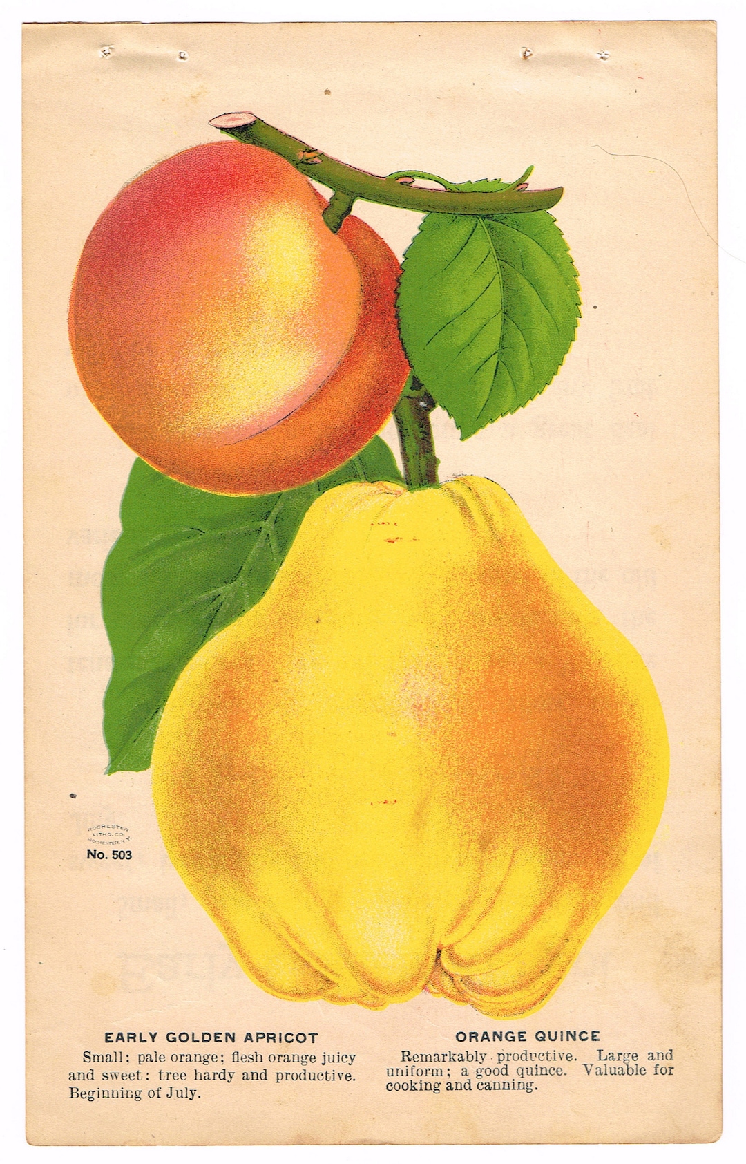 Original Antique Chromolithograph Print Plate 1894 Rochester Lithograph ...