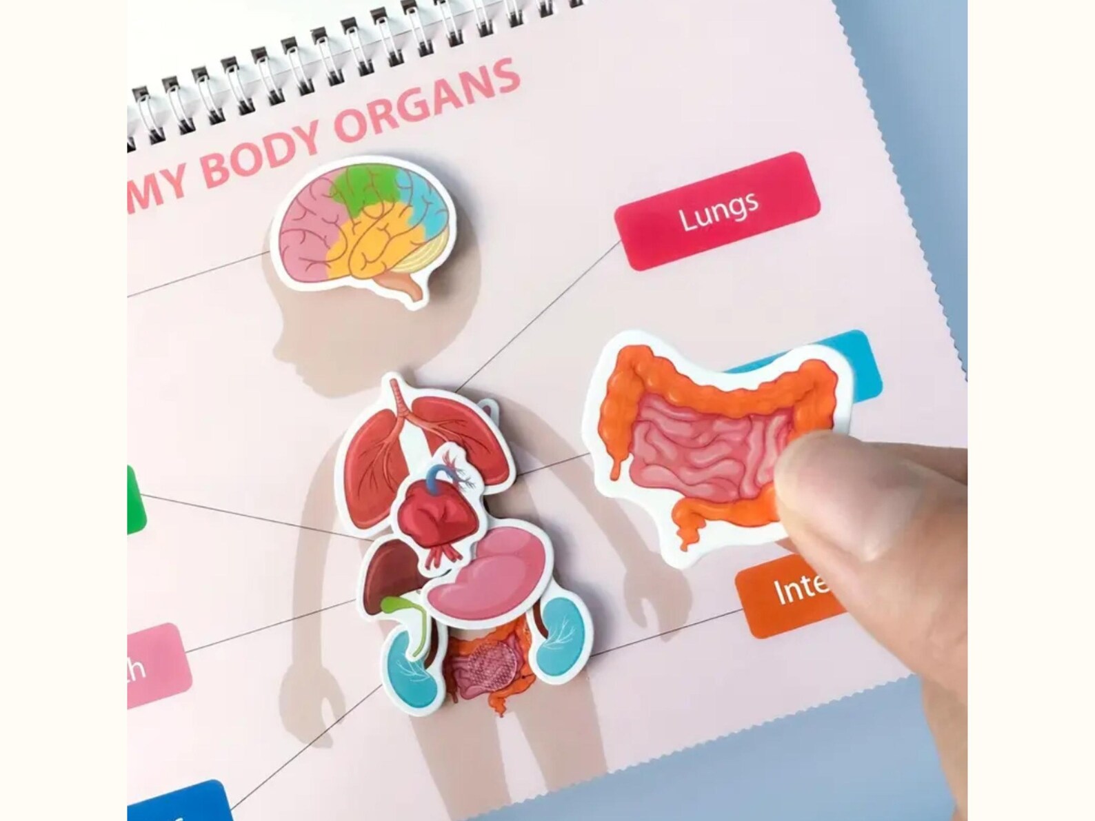 Montessori Human Body Busy Book Printable – Preschool Anatomy Learning ...