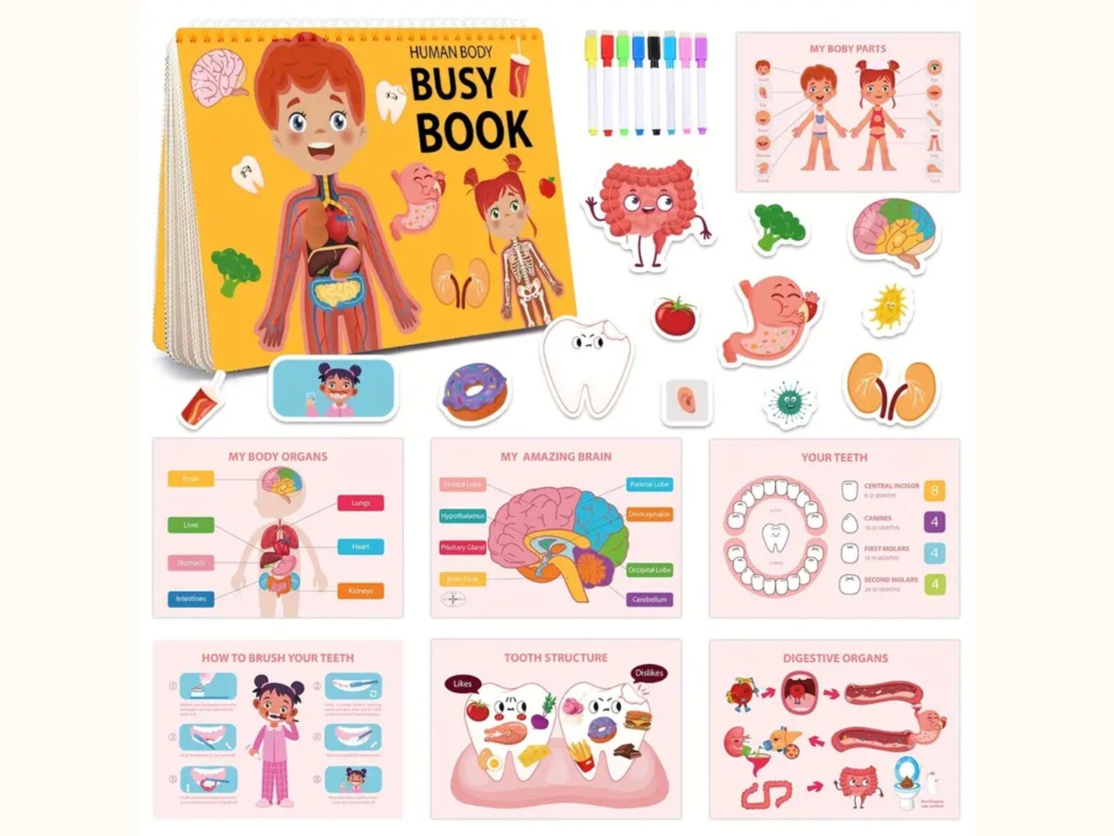 Montessori Human Body Busy Book Printable – Preschool Anatomy Learning ...